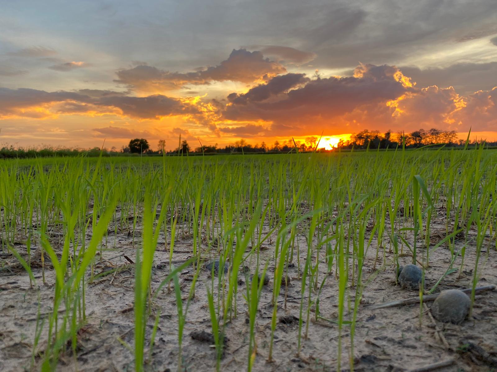 Mitigating Greenhouse Gas Emissions in Rice Agriculture - Asian ...