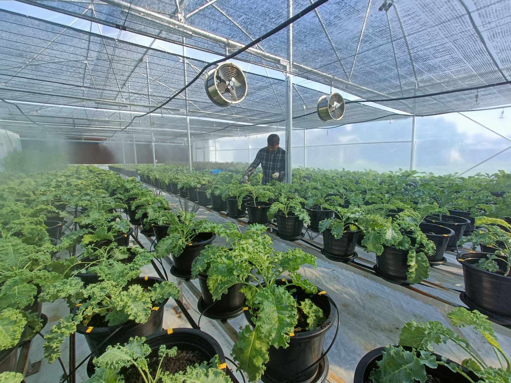 AIT Unveils Cutting-edge Smart Greenhouse, Revolutionizing Sustainable ...