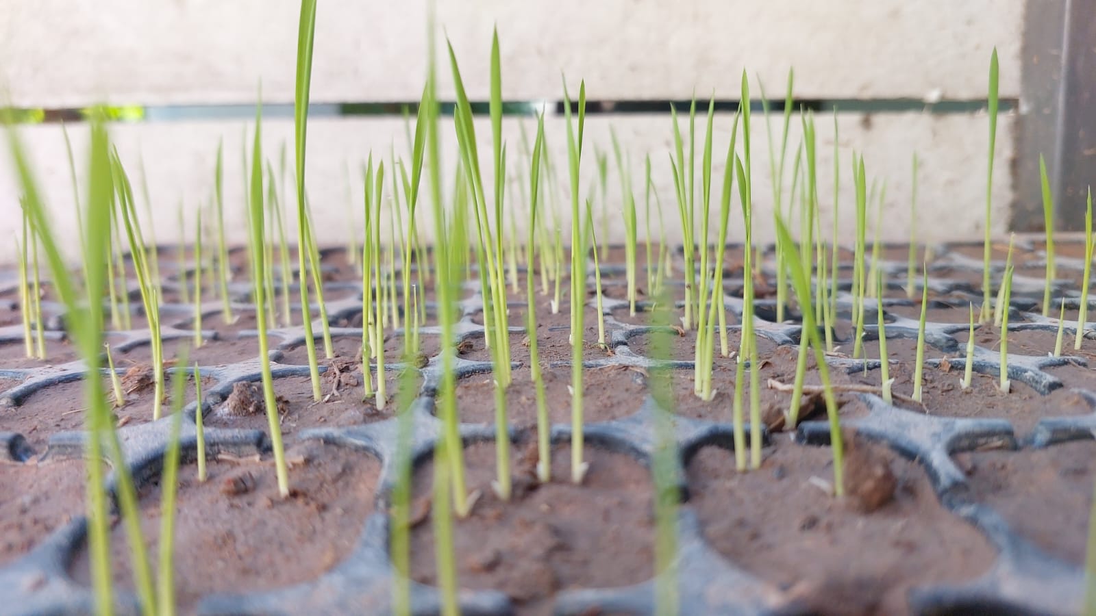 AIT Joins Global Effort in the MicroSOS Project to enable Climate ...